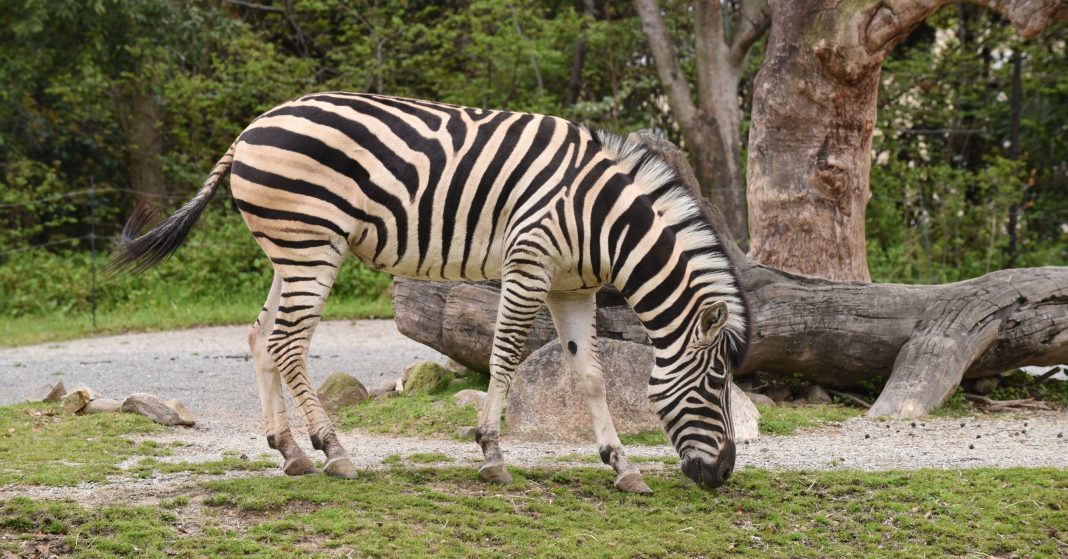 Zebra Dies After Being Impaled by Rhino at Colchester Zoo in England | VeganHub