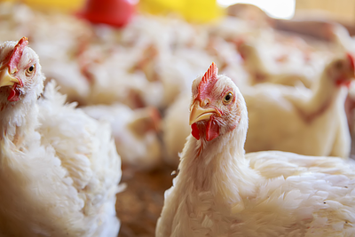 5 Surprising Facts About Chickens: Why These Animals Deserve Compassion ...
